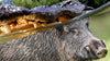 Alligator & Hog Hunting Combo in Florida - Guided by Trophy Gator Hunts